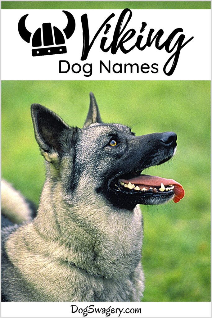 Viking Dog Names: Over 110 Norse-Inspired Names for Your Fierce and ...