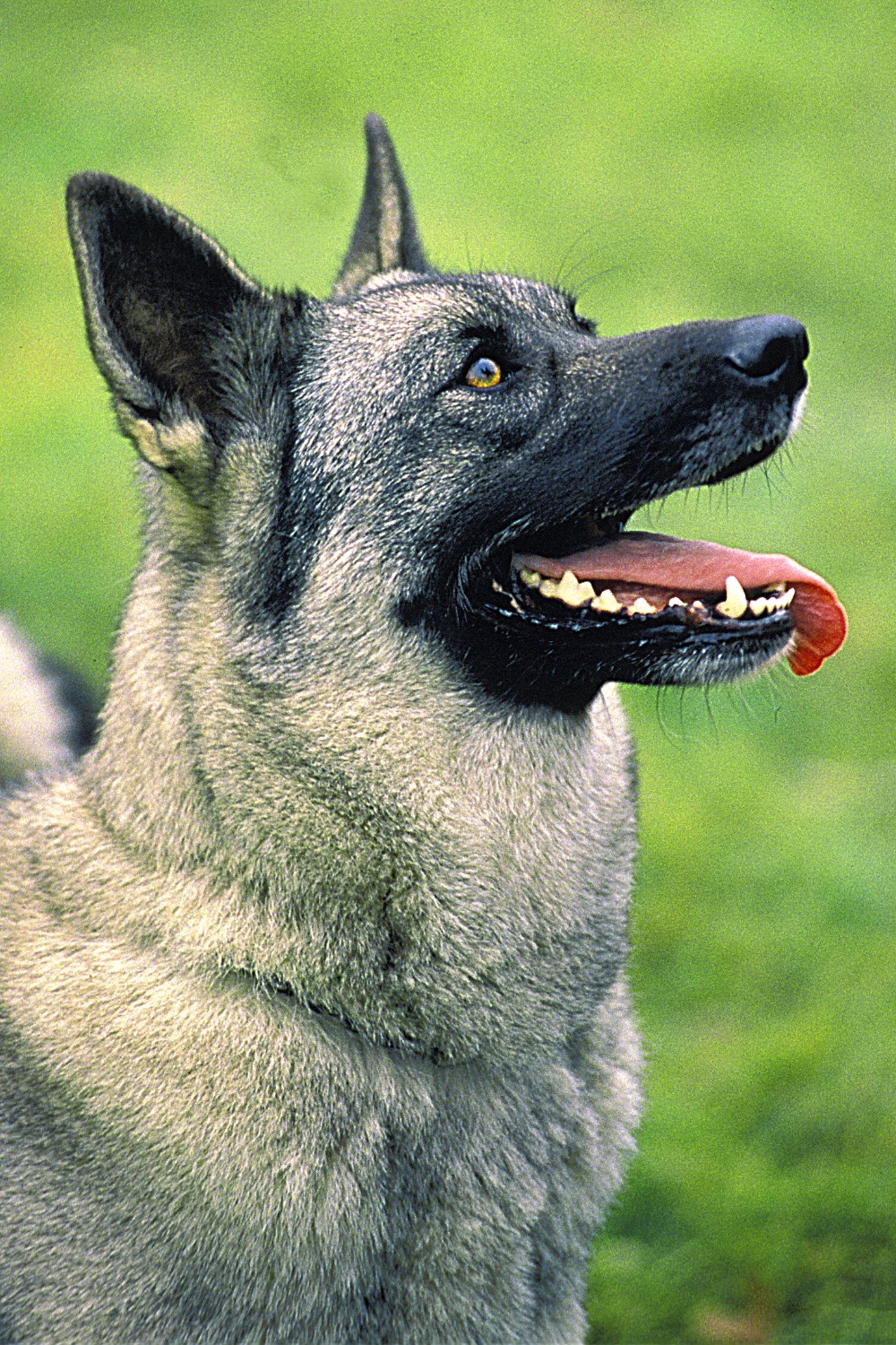 Viking Dog Names: Over 110 Norse-Inspired Names for Your Fierce and ...