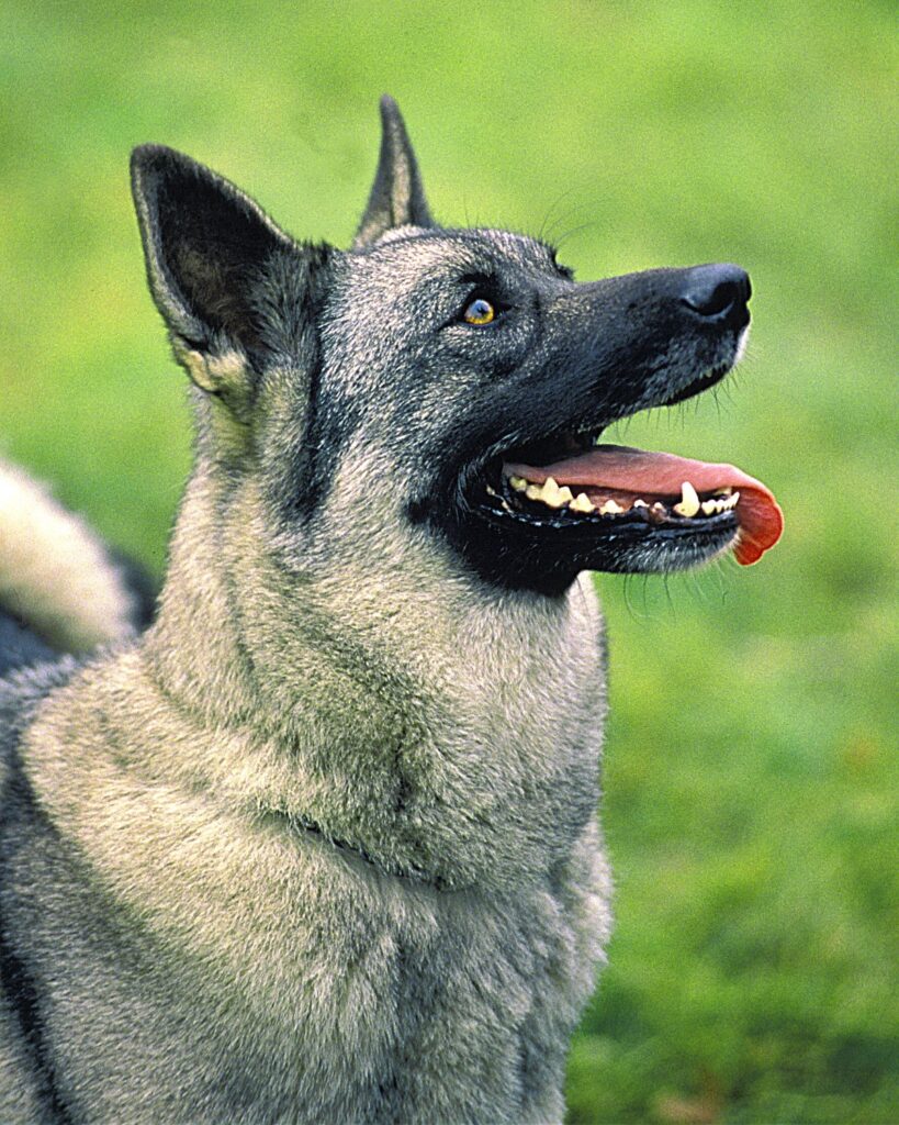 Viking Dog Names: Over 110 Norse-Inspired Names for Your Fierce and ...