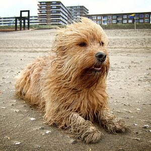 DogSwagery • DogSwagery