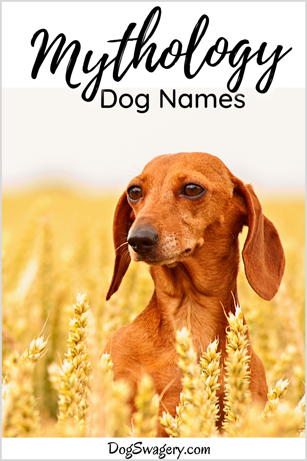 Mythology Dog Names: 100+ Divine Inspirations for Your Canine Companion
