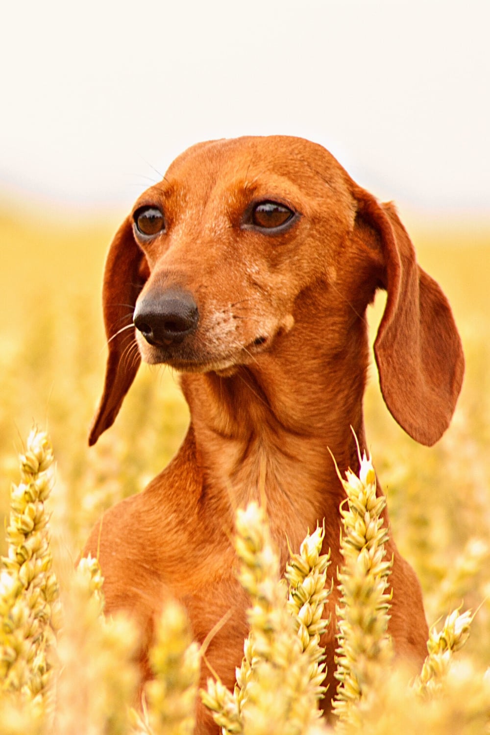 Mythology Dog Names: 100+ Divine Inspirations for Your Canine Companion