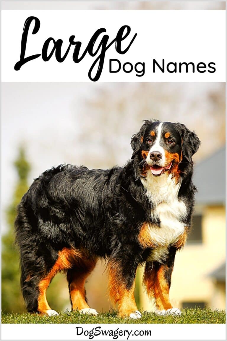 Large Dog Names: 200+ Unique Names for Your Big Companion