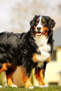 Large Dog Names: 200+ Unique Names for Your Big Companion