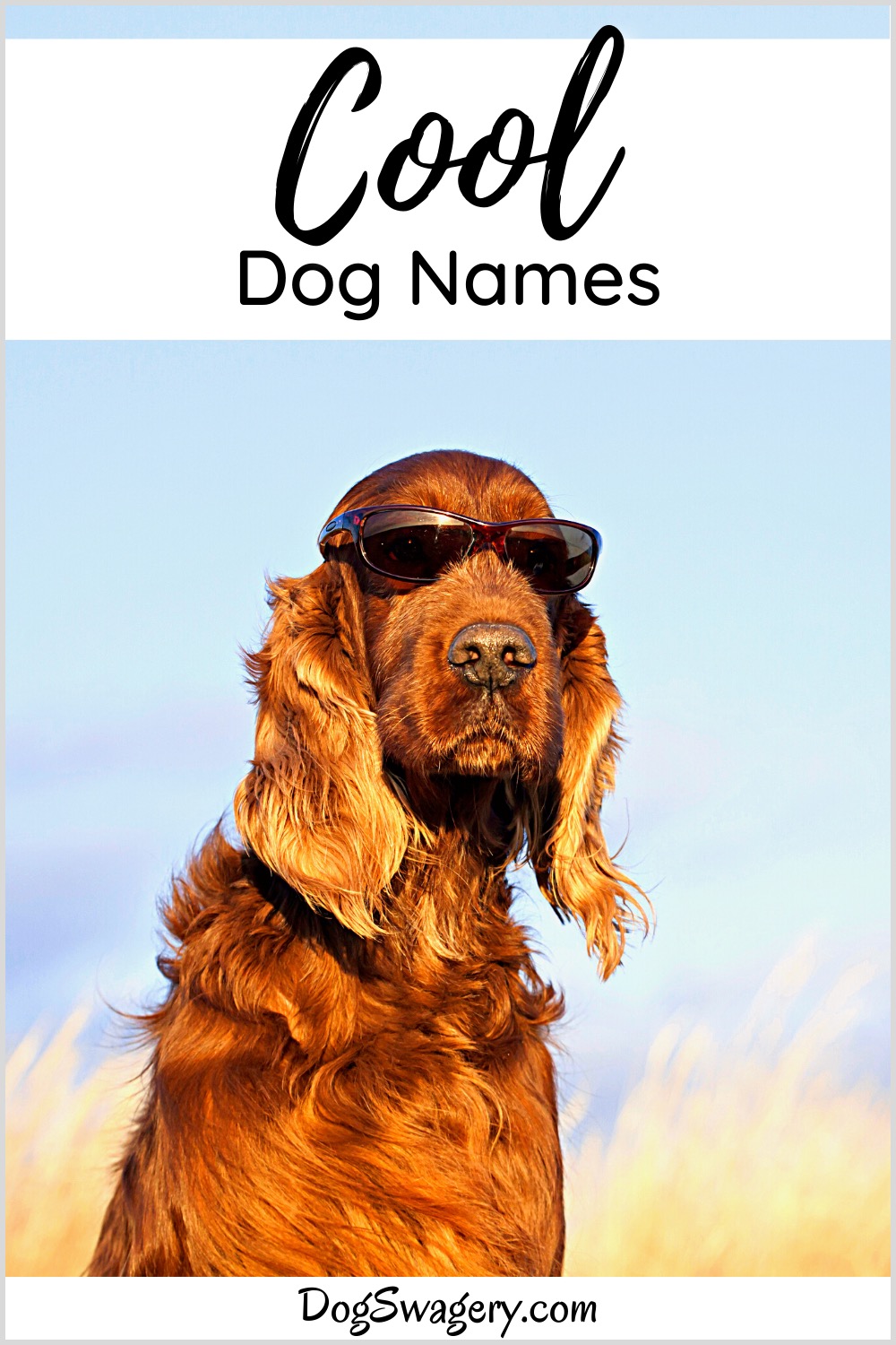 85+ Cool Dog Names with Meanings for Your Stylish Pup