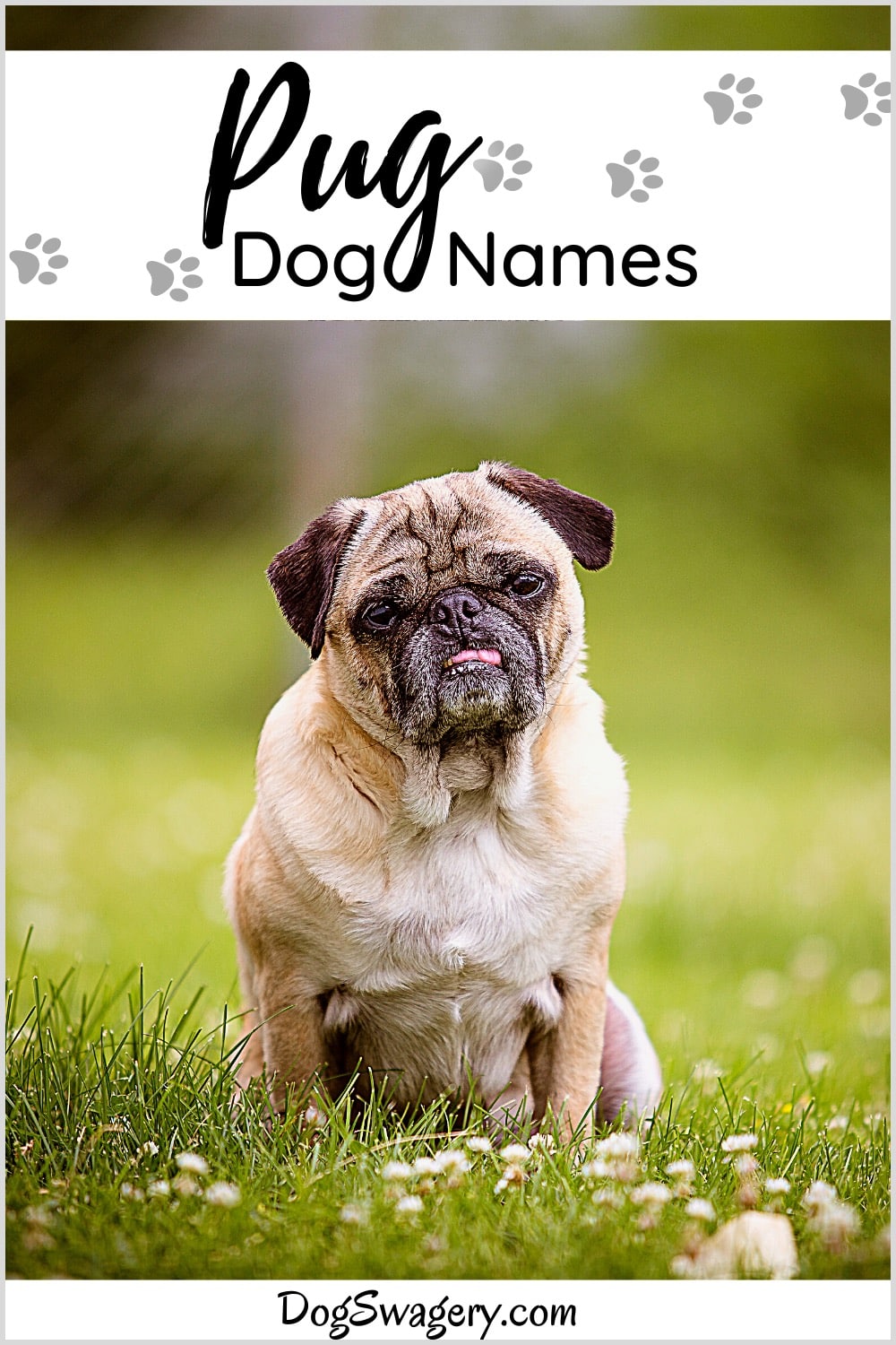 250+ Pug Dog Names: Playful, Charming & Unique Ideas for Your Pug