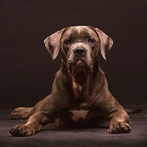 120+ Tough Dog Names with Meanings for your Fearless Canine