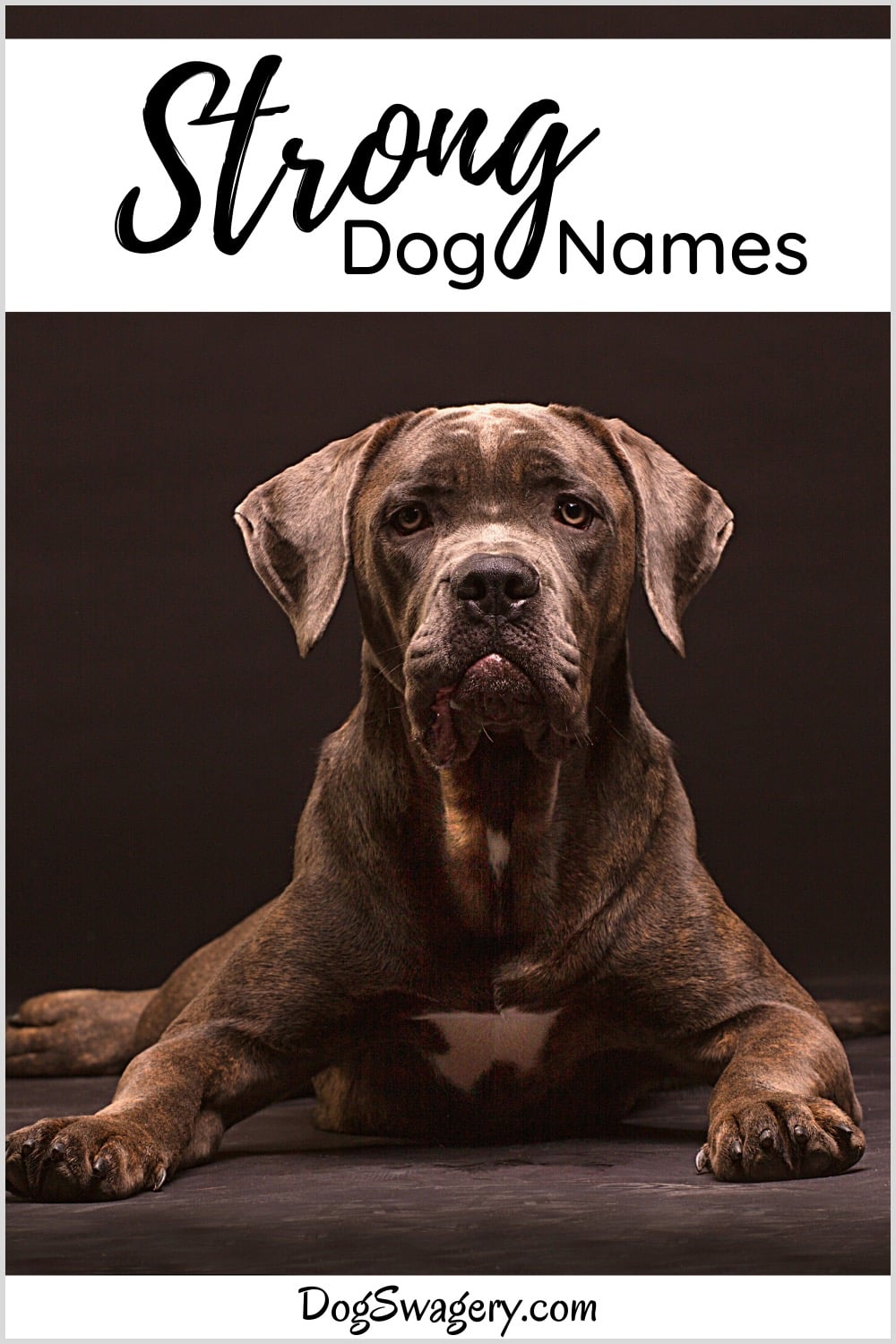 120+ Tough Dog Names with Meanings for your Fearless Canine