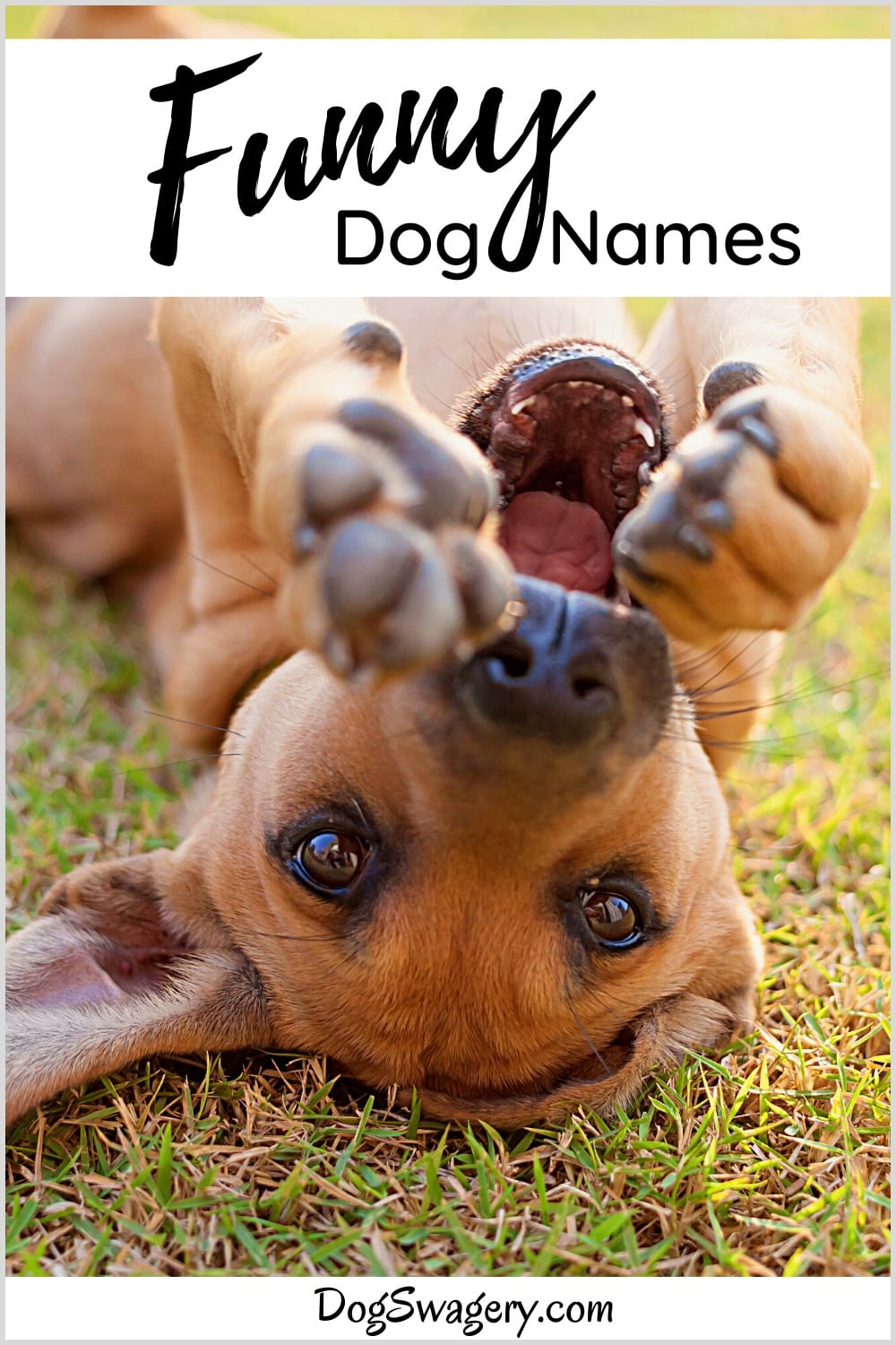 130+ Hilarious and Funny Dog Names to Make You Smile
