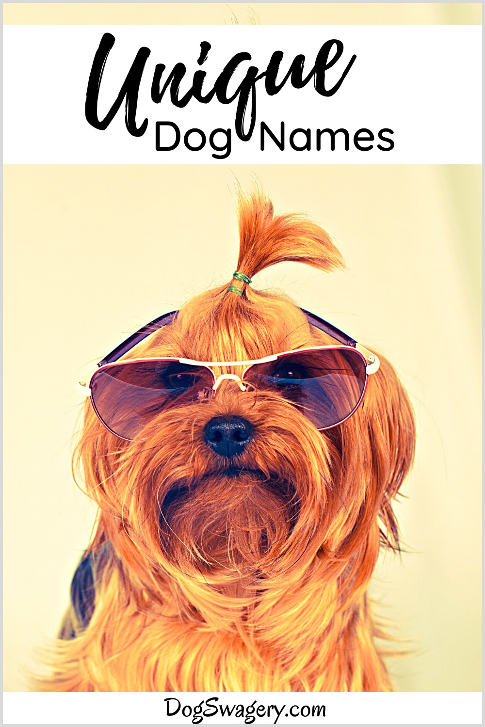 80+ Unique Dog Names with Meanings for Your One-of-a-Kind Pup – DogSwagery