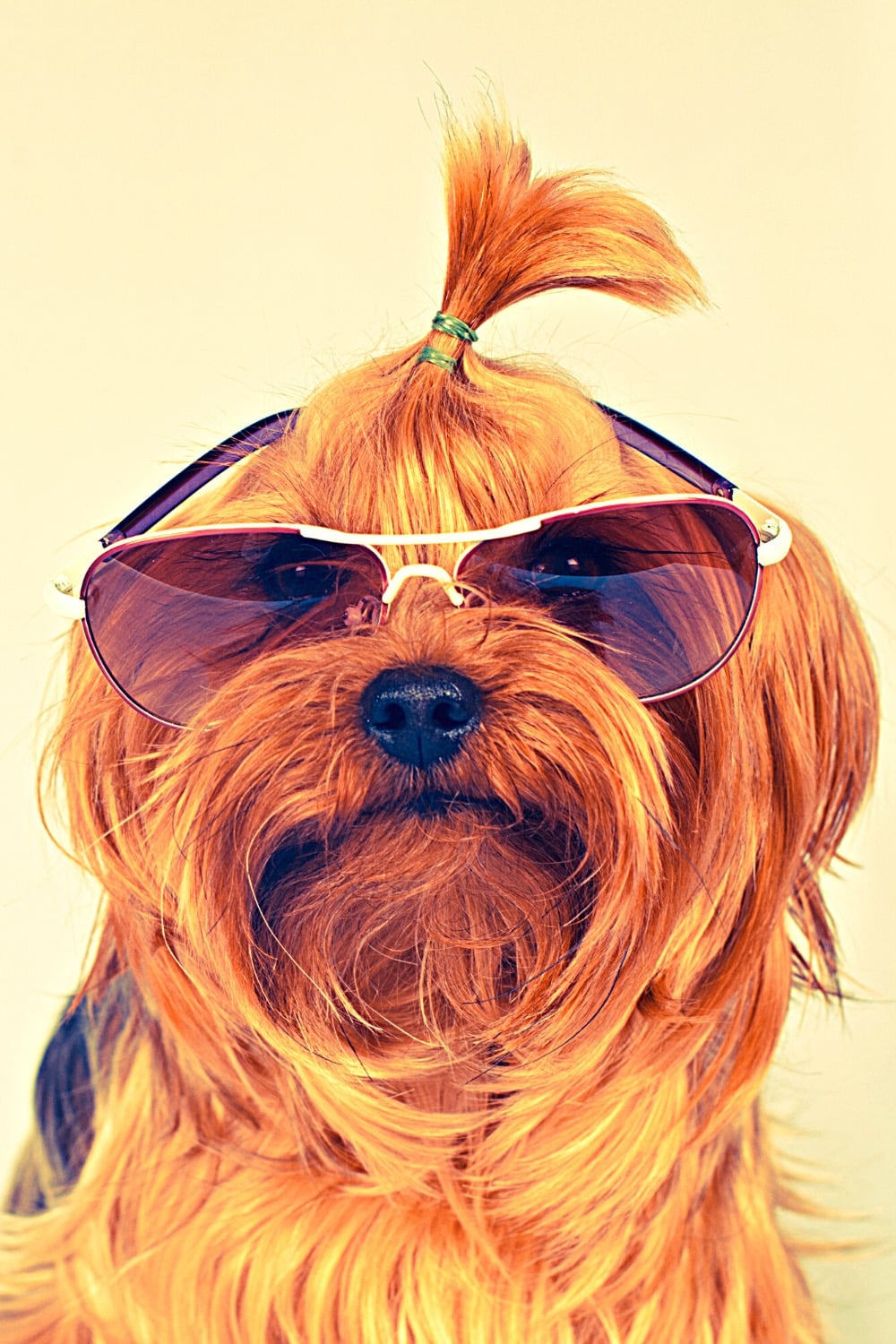 80+ Unique Dog Names with Meanings for Your One-of-a-Kind Pup – DogSwagery