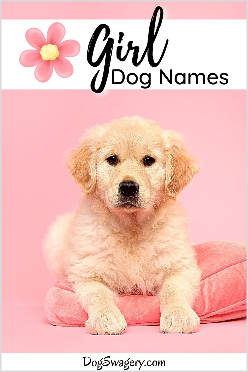 300+ Female Dog Names to Inspire Your New Girl Dog