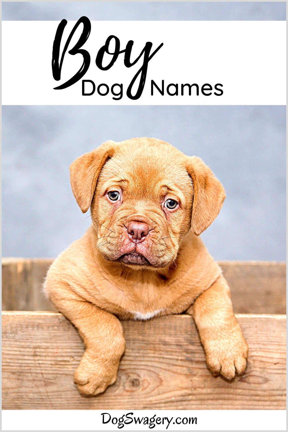 250+ Boy Dog Names: Male Dog Name Ideas for Your New Pet