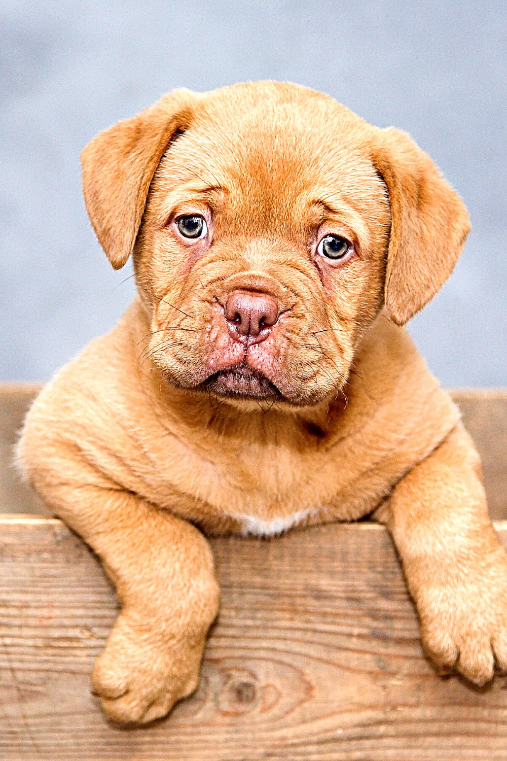 250+ Boy Dog Names: Male Dog Name Ideas for Your New Pet