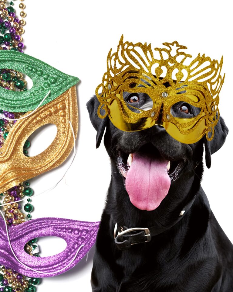 Mardi Gras Dog Costumes & Clothes