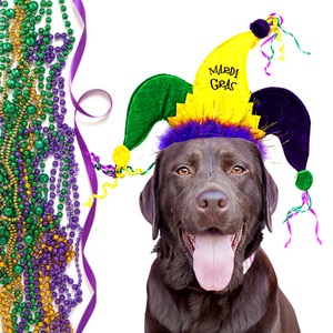 Mardi Gras Dog Swag