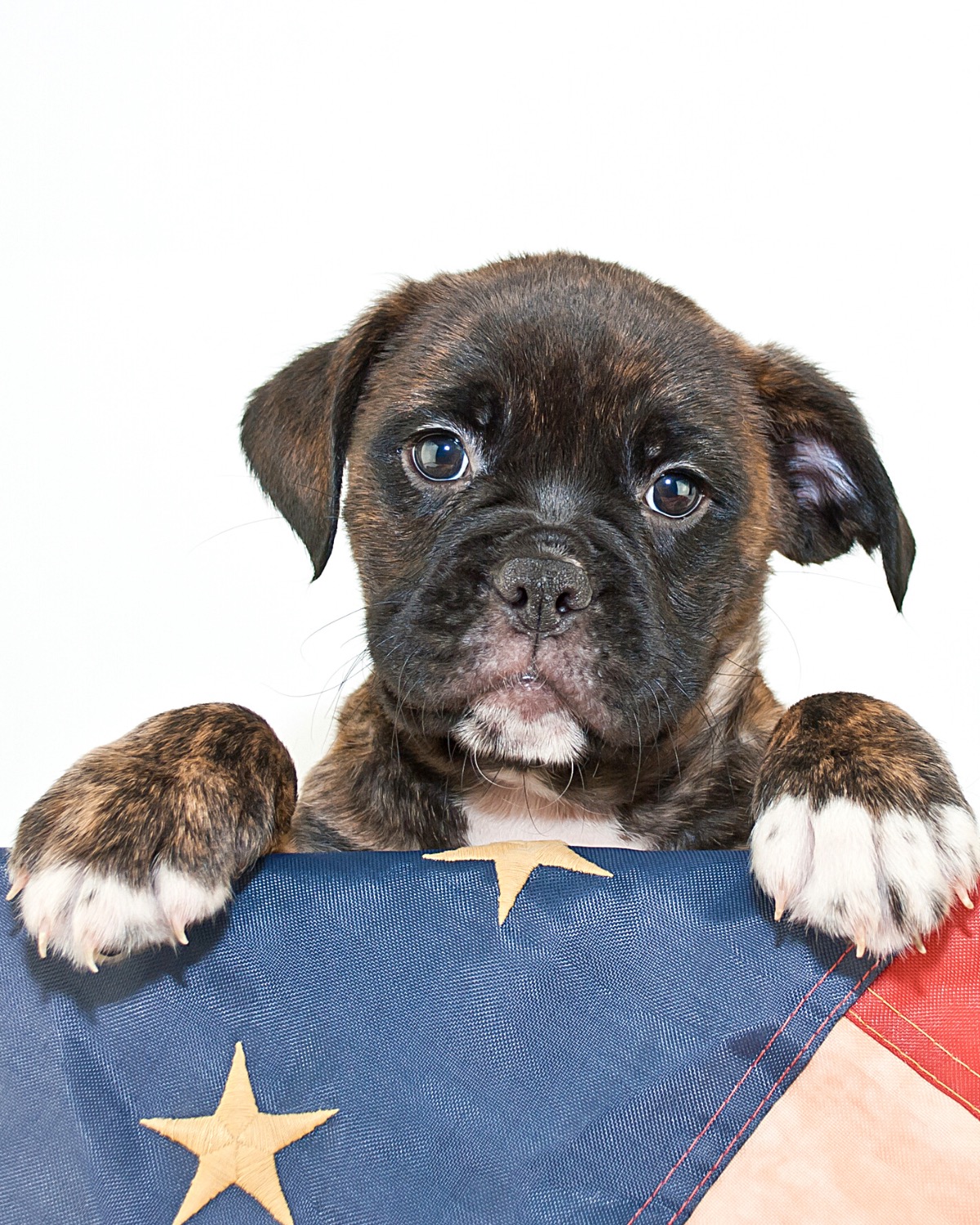 Memorial Day Dog Swag