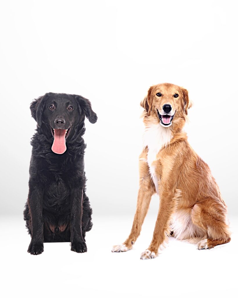 Dog Swag for Large Dogs – DogSwagery