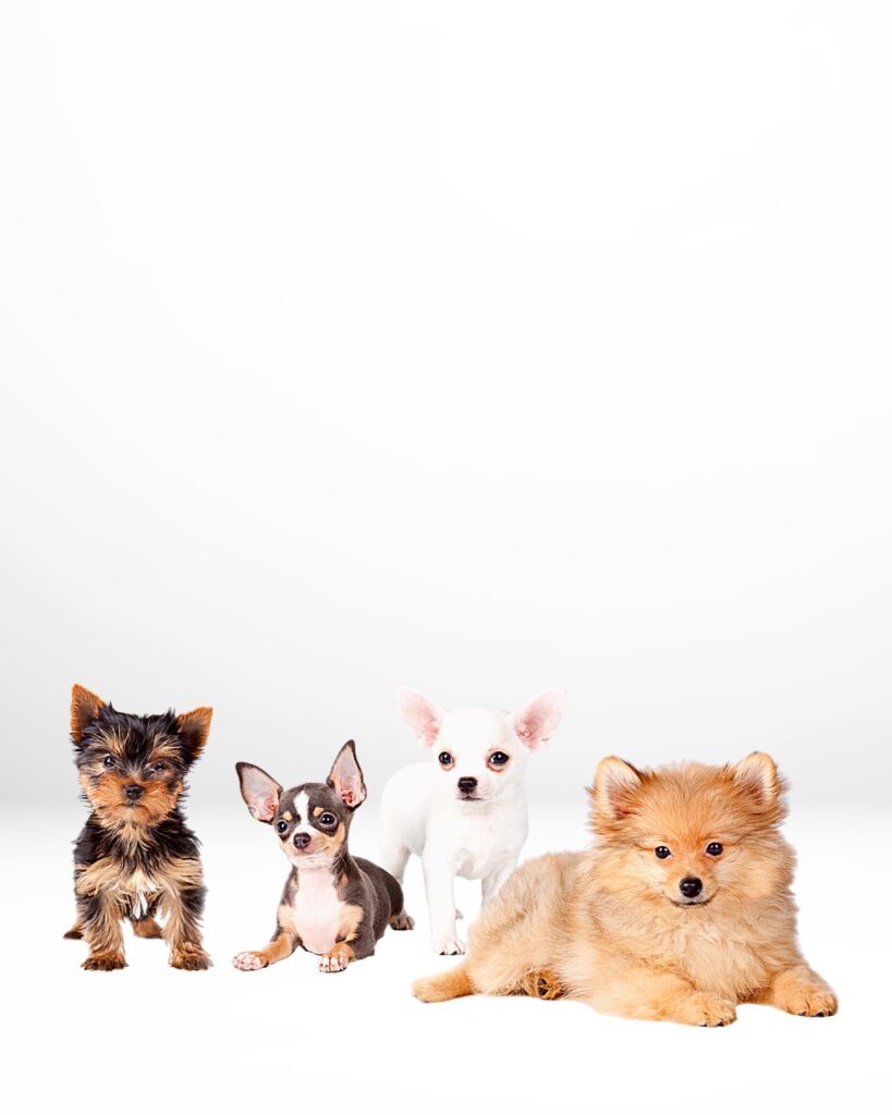 Dog Swag for Small Dogs