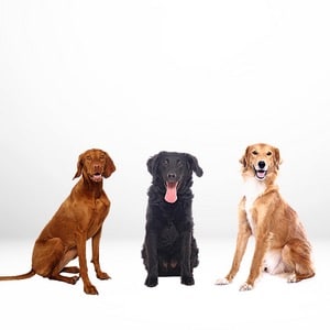 Dog Swag for Large Dogs – DogSwagery