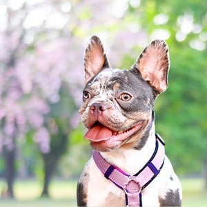 Dog Swag for Large Dogs