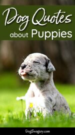 45+ Lovable Quotes about Puppies