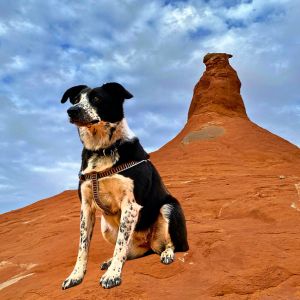 Native American Dog Names: Explore Cultural Heritage with Meaningful Names