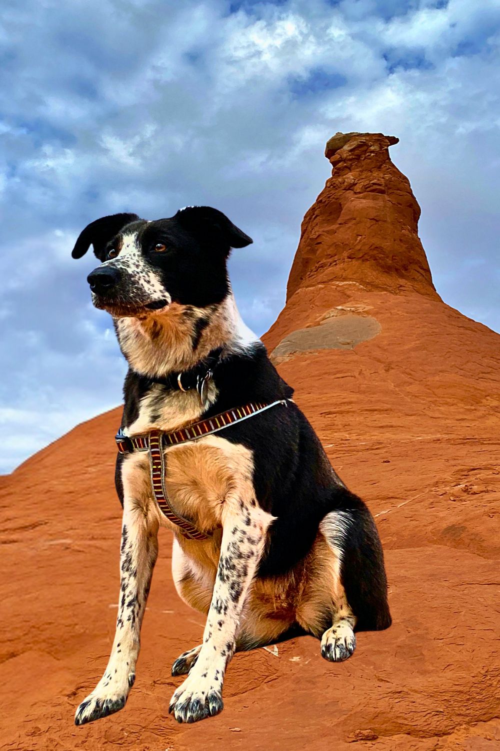 Native American Dog Names: Explore Cultural Heritage with Meaningful ...