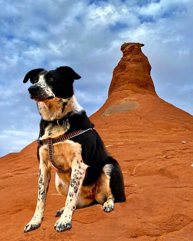 Native American Dog Names: Explore Cultural Heritage with Meaningful ...