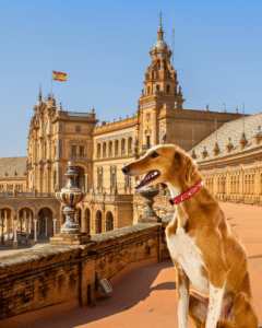 Discover the Charm of Spanish Dog Names: A Comprehensive Guide – DogSwagery