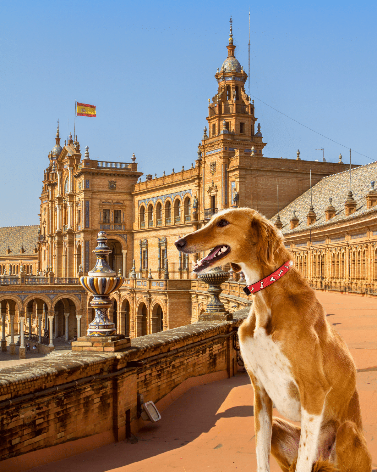 Discover the Charm of Spanish Dog Names: A Comprehensive Guide