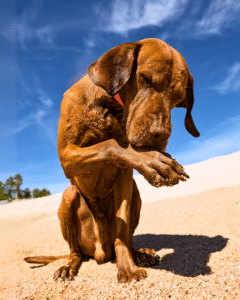 100+ One Syllable Dog Names for Easy Training