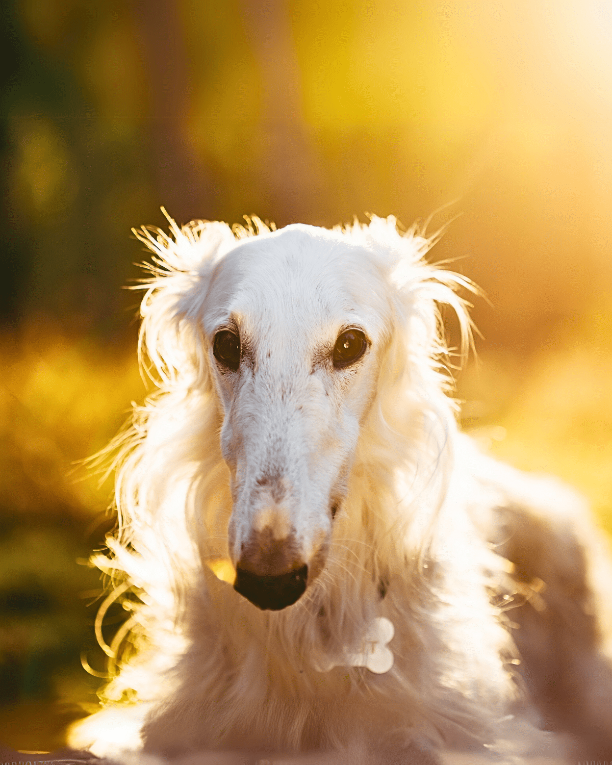 125+ Unique Russian Dog Names for Your Pet – DogSwagery