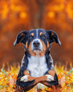 100+ Biblical Dog Names Inspired by the Bible