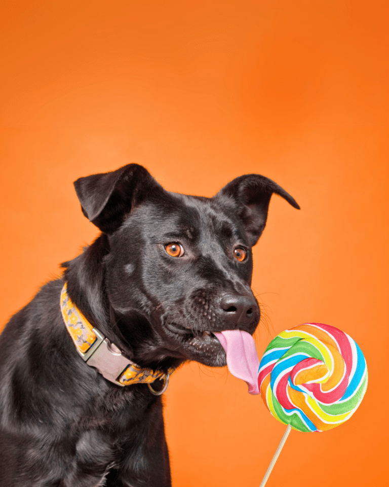 100+ Sweet Candy Dog Names for Your Furry Friend