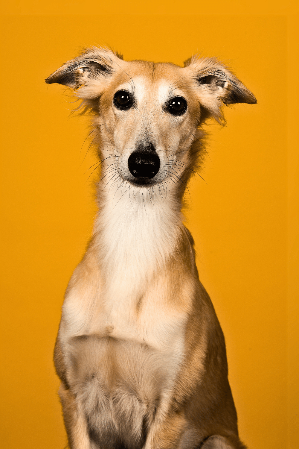 80+ Inspiring Tan Dog Names for Your Furry Friend