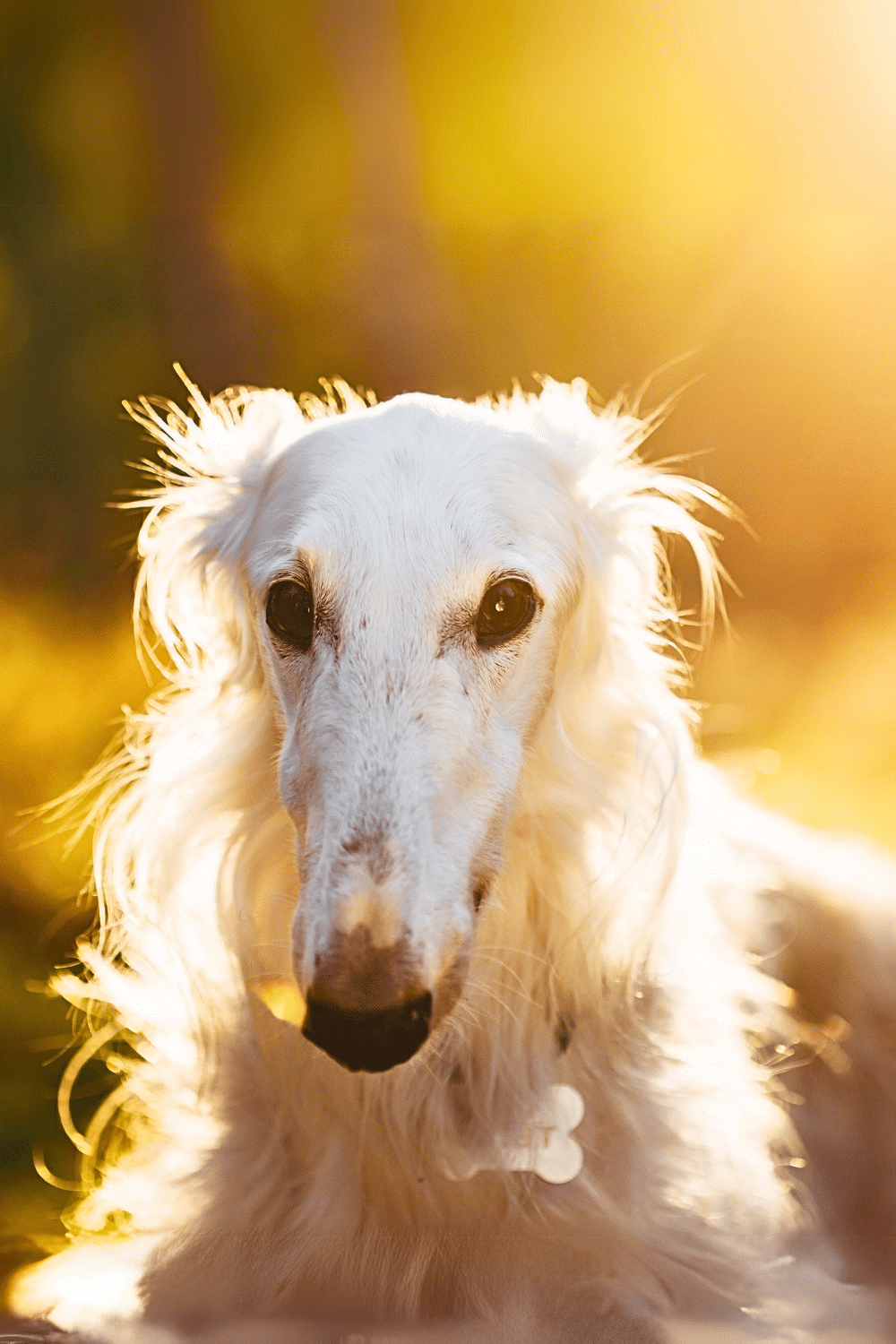 125+ Unique Russian Dog Names for Your Pet – DogSwagery