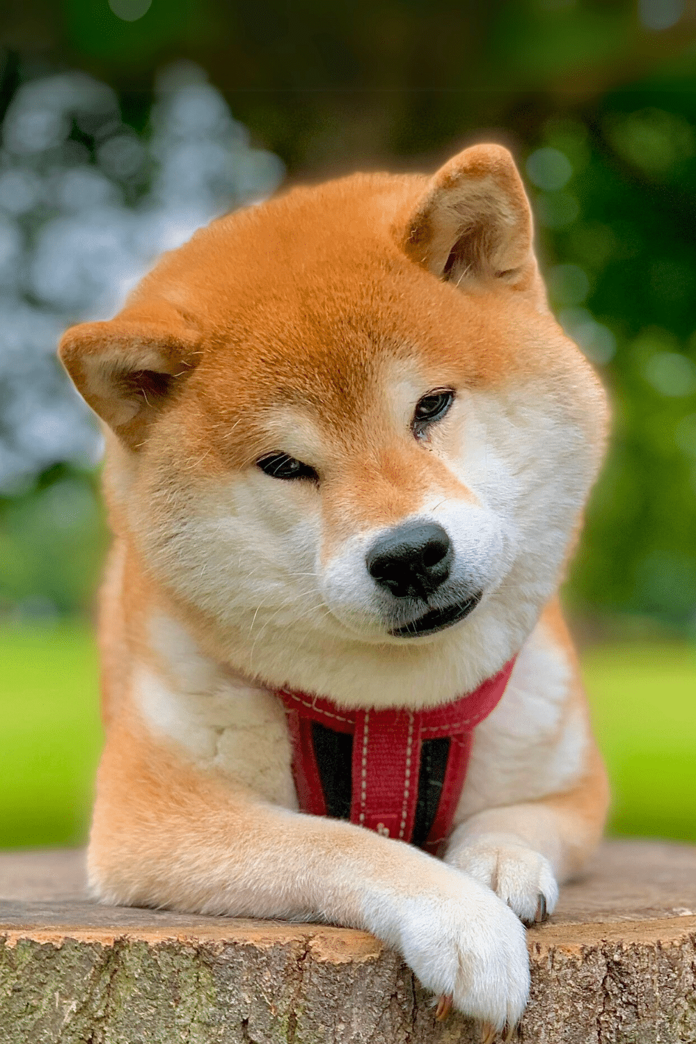250+ Shiba Inu Dog Names: Spirited, Unique & Japanese-Inspired Ideas ...