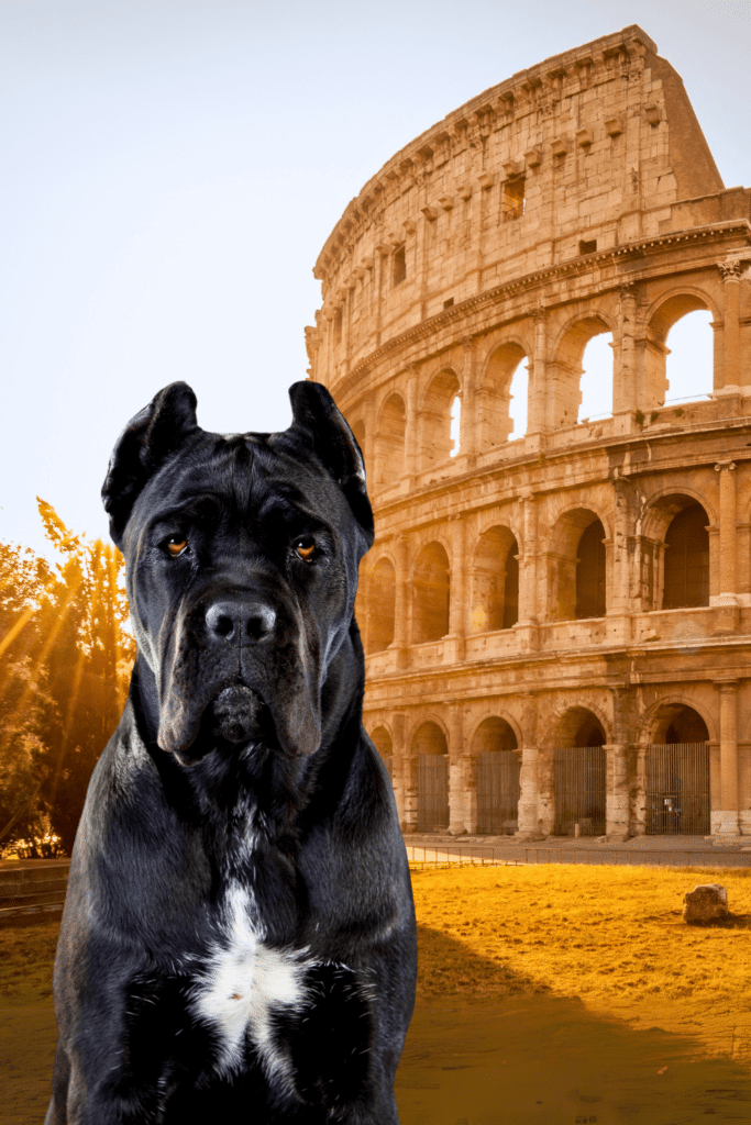 Discover the Best Latin Dog Names: Unique and Meaningful Choices