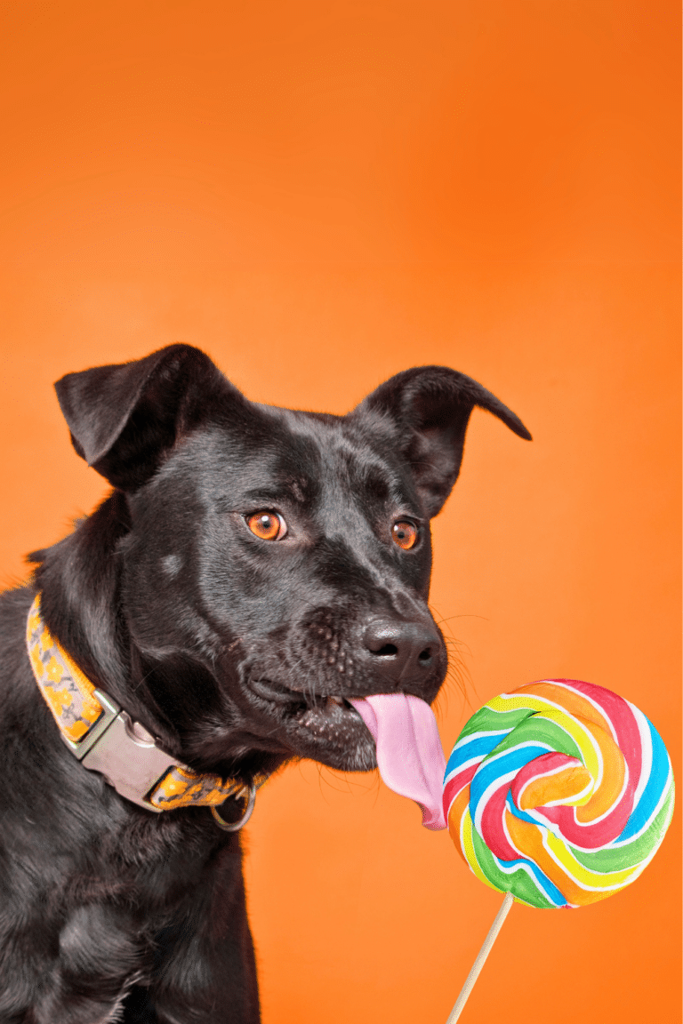 100+ Sweet Candy Dog Names for Your Furry Friend