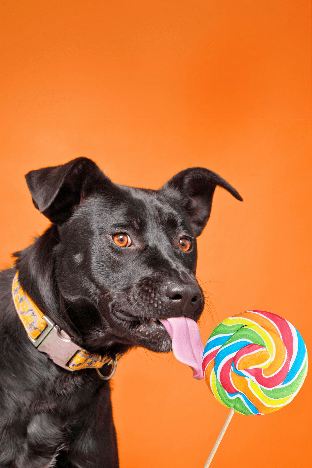 100+ Sweet Candy Dog Names for Your Furry Friend – DogSwagery