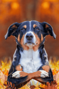 100+ Biblical Dog Names Inspired by the Bible