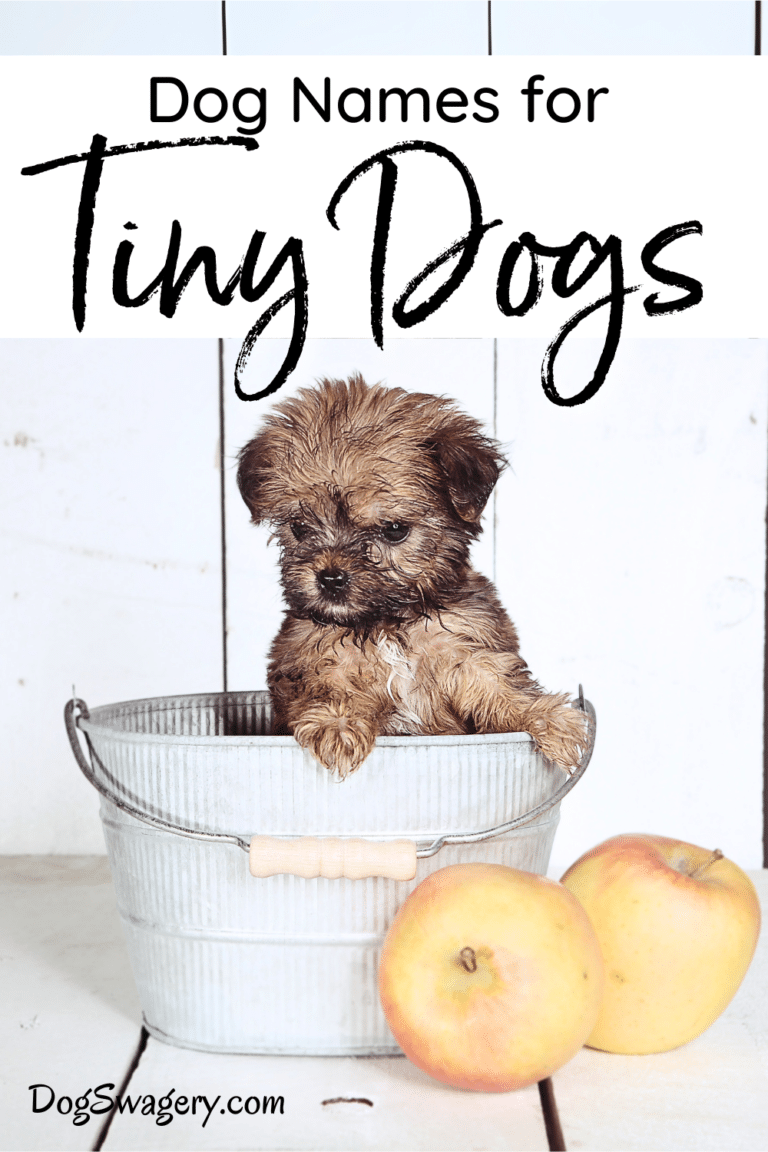 100+ Tiny Dog Names for Your Little Companion