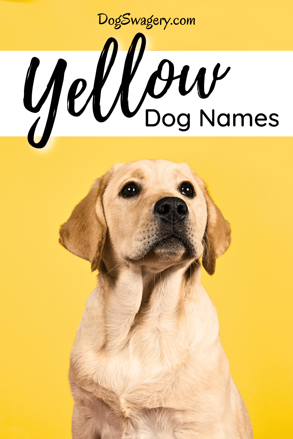99+ Vibrant Yellow Dog Names to Brighten Your Day