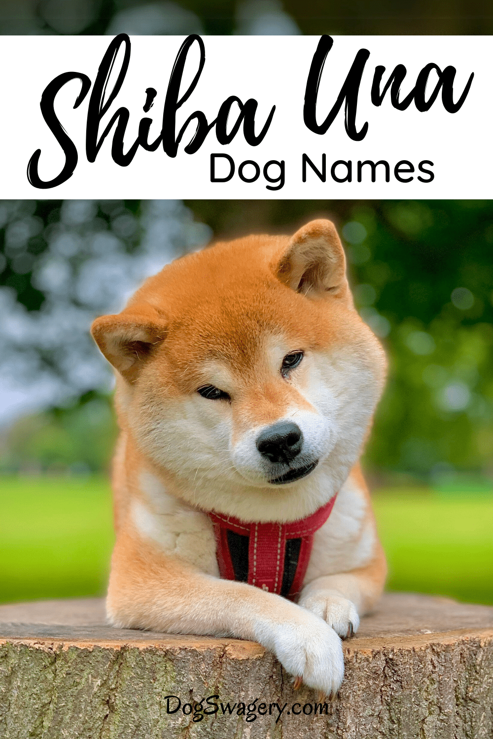 250+ Shiba Inu Dog Names: Spirited, Unique & Japanese-Inspired Ideas ...