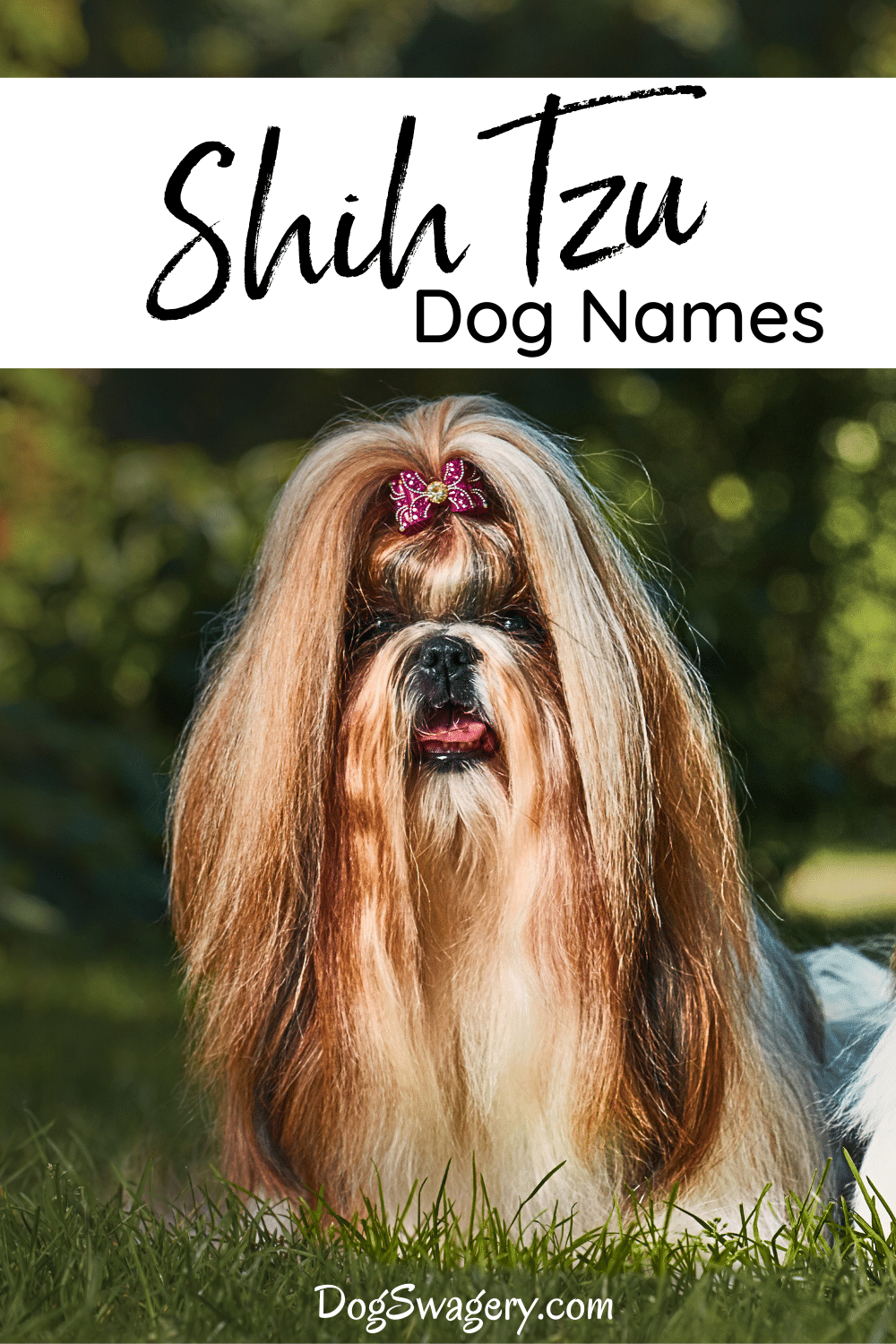 250+ Shih Tzu Dog Names: Adorable, Royal & Unique Ideas for Your Little ...