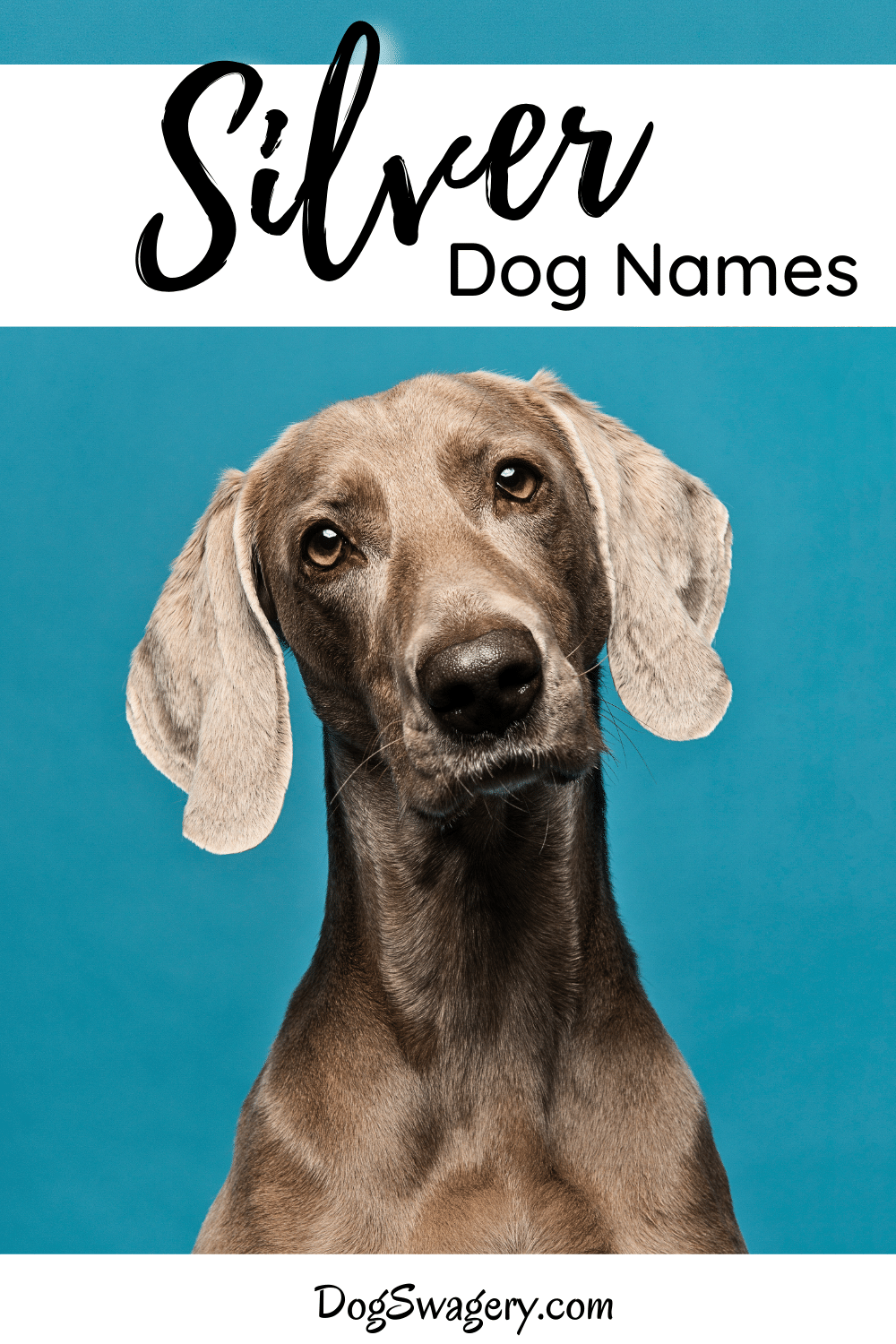 Shining Bright: 100+ Silver Dog Names for Your Grey Pup