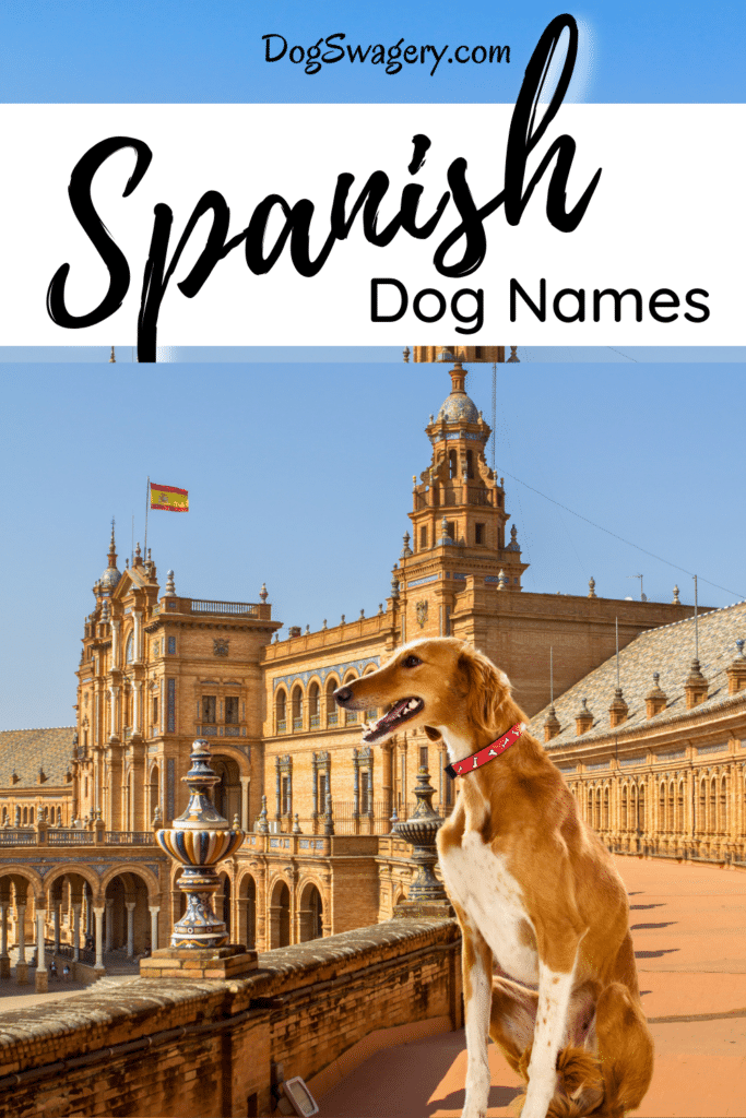 Discover the Charm of Spanish Dog Names: A Comprehensive Guide