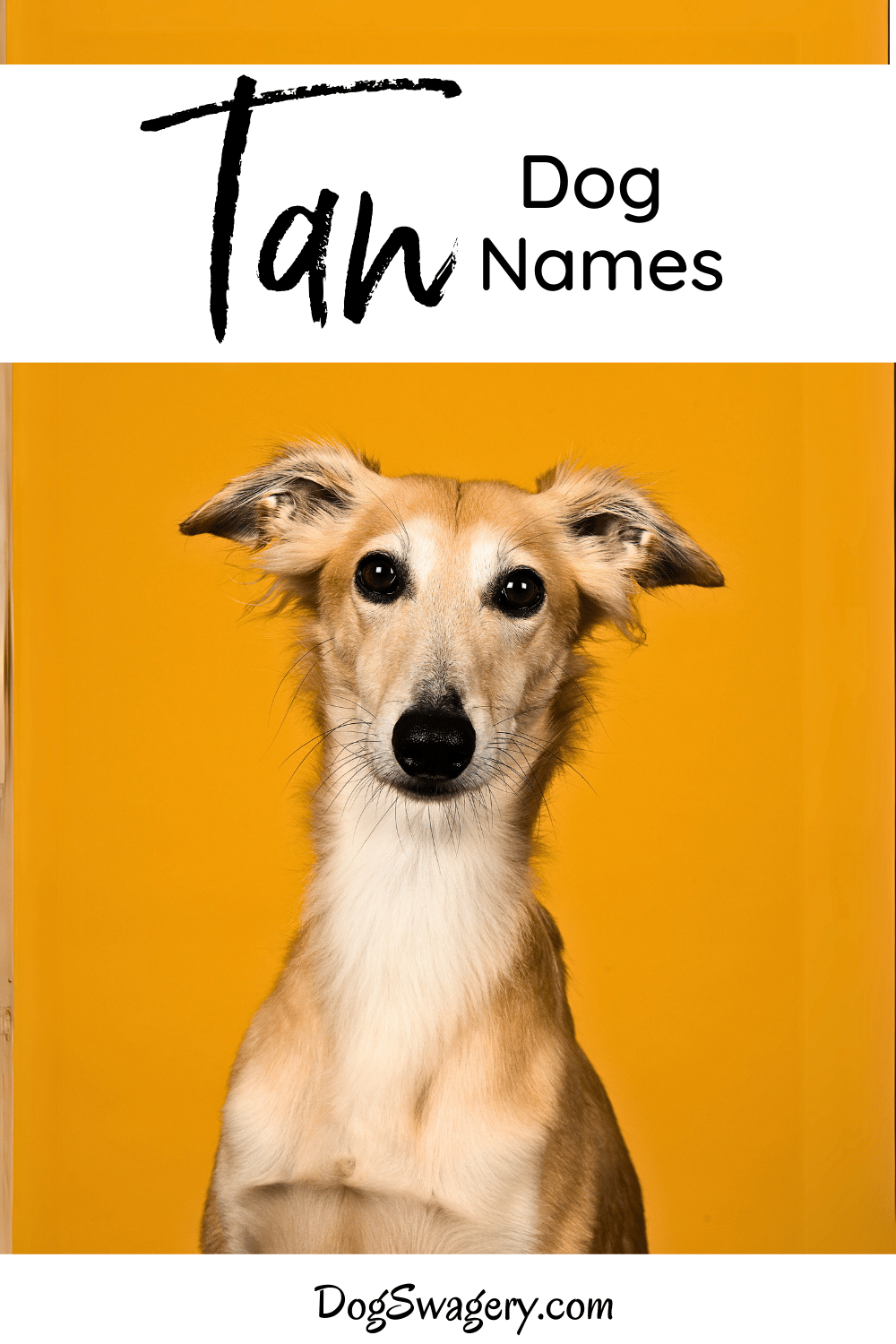 80+ Inspiring Tan Dog Names for Your Furry Friend