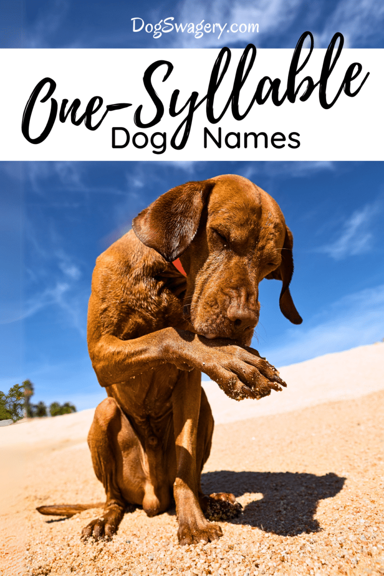 100+ One Syllable Dog Names for Easy Training